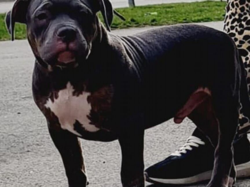 Американский булли