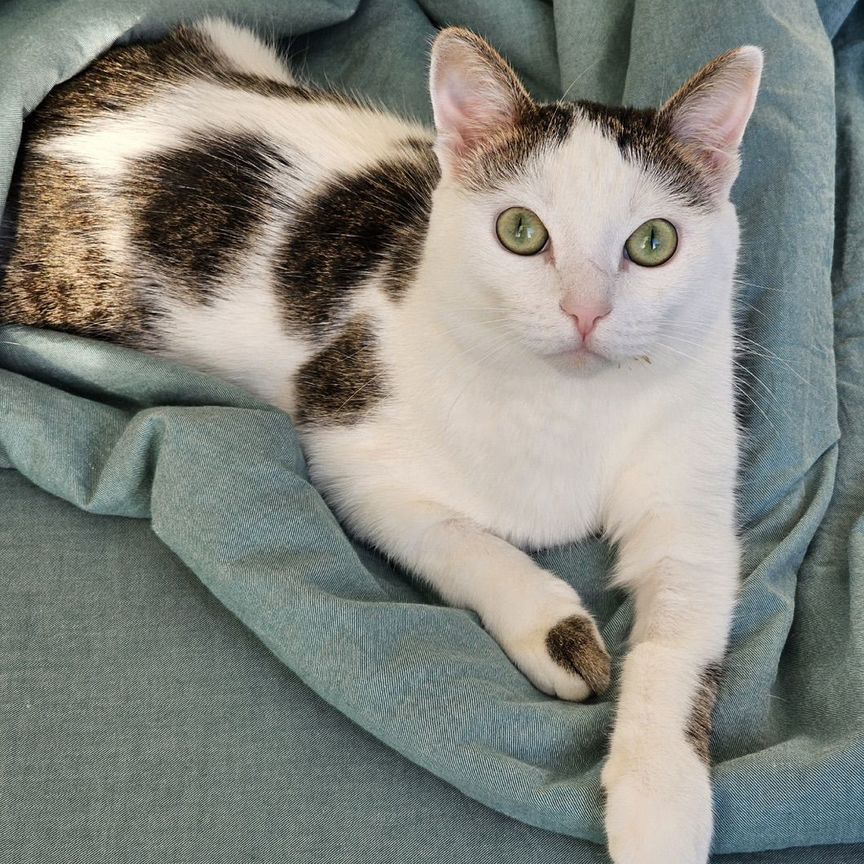 Взрослый кот в добрые руки