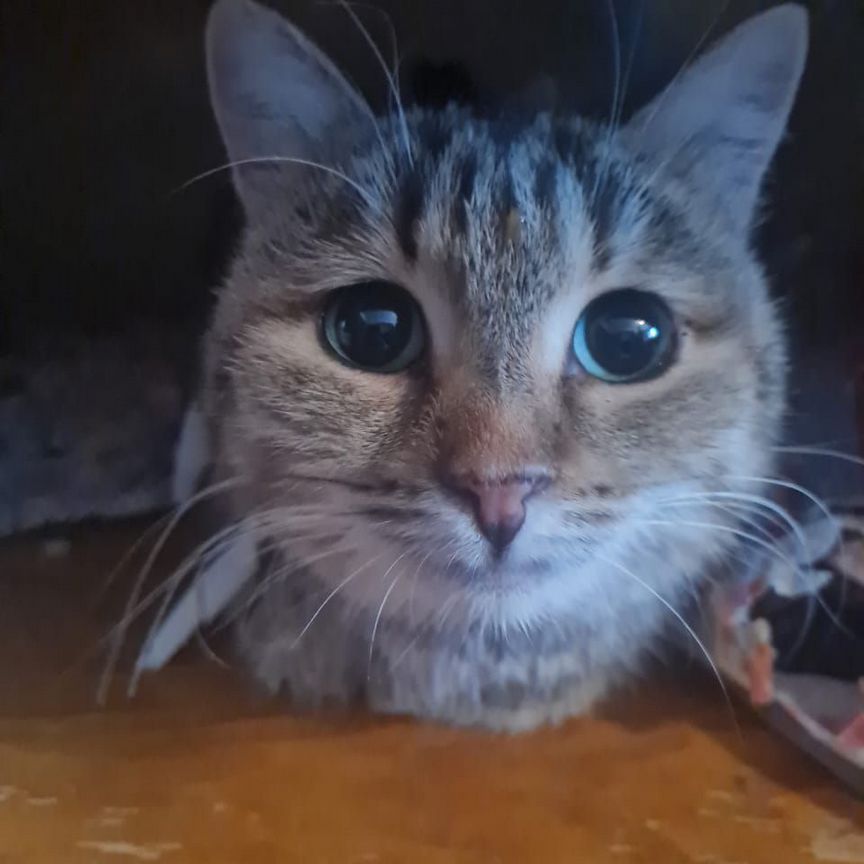 Кошечке очень нужен дом, у нее нет зубов