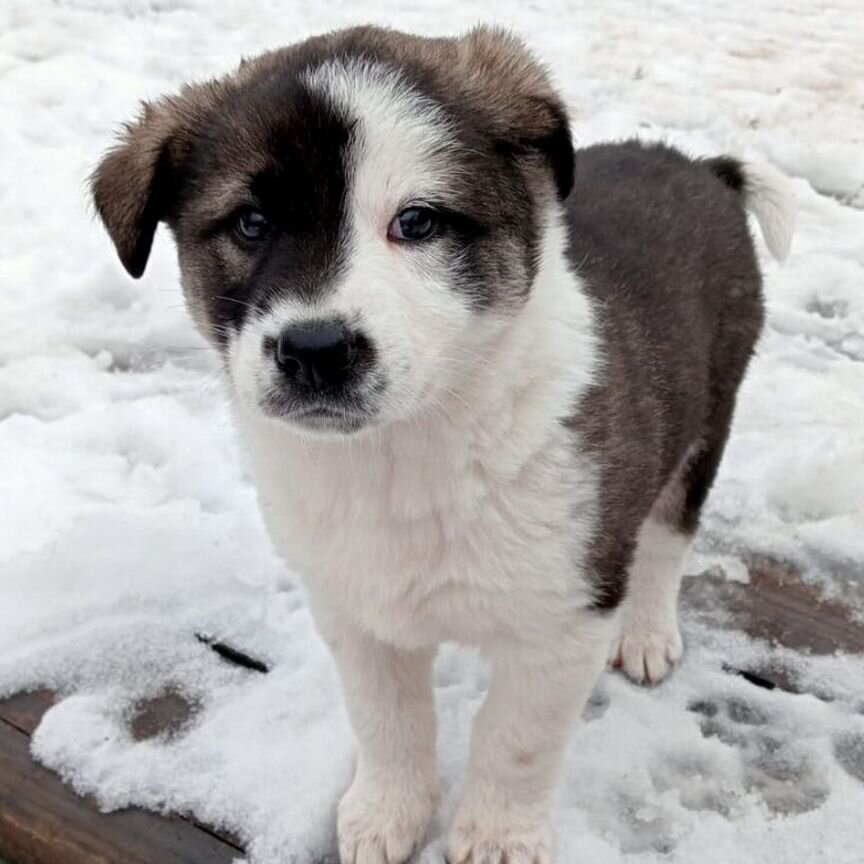 Собака в добрые руки отдам бесплатно