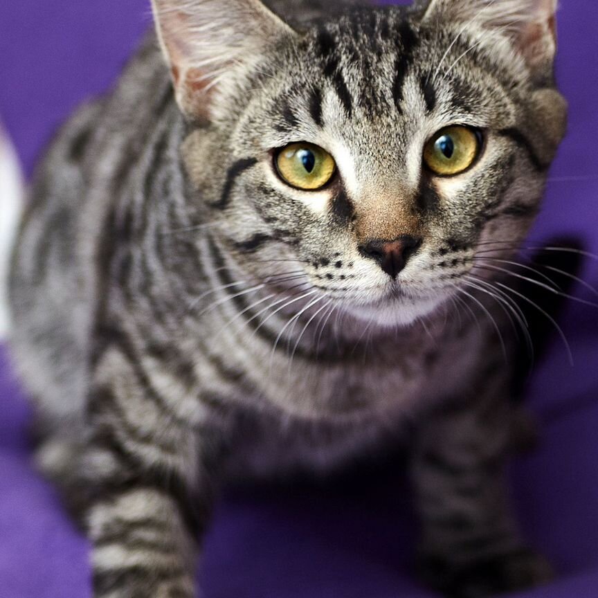 Котик Алишер 4 месяца