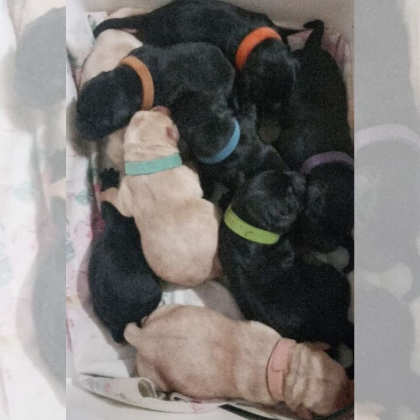 Кормящая мама собака