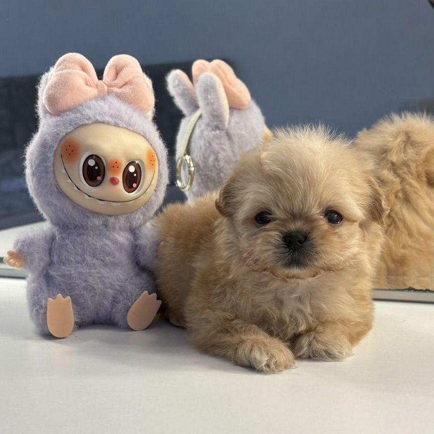 Мальтипу, щенок