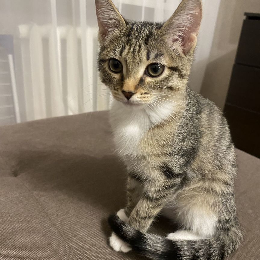 Котёнок в добрые руки