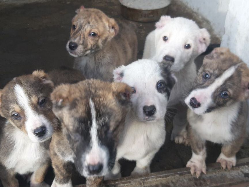 Среднеазиатская овчарка алабай щенки
