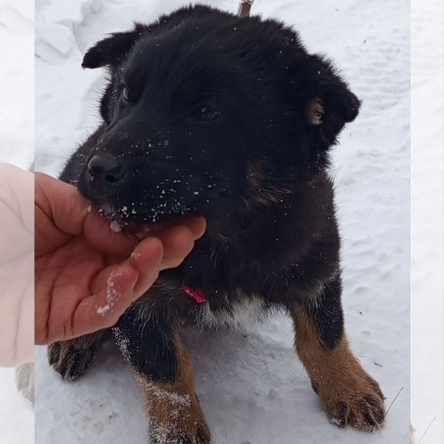 Щенок в добрые руки