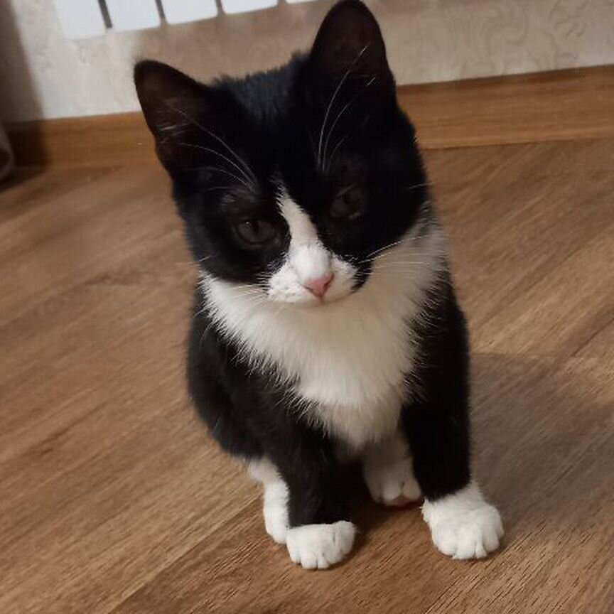 Кошечка в добрые руки