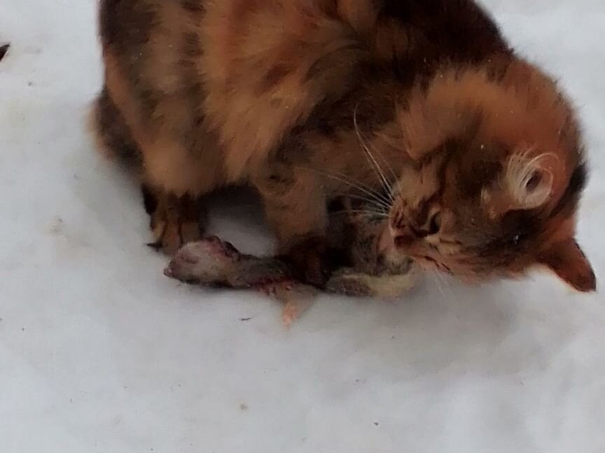 Кошка крысоловка