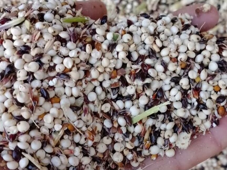 Продам зерновую смесь