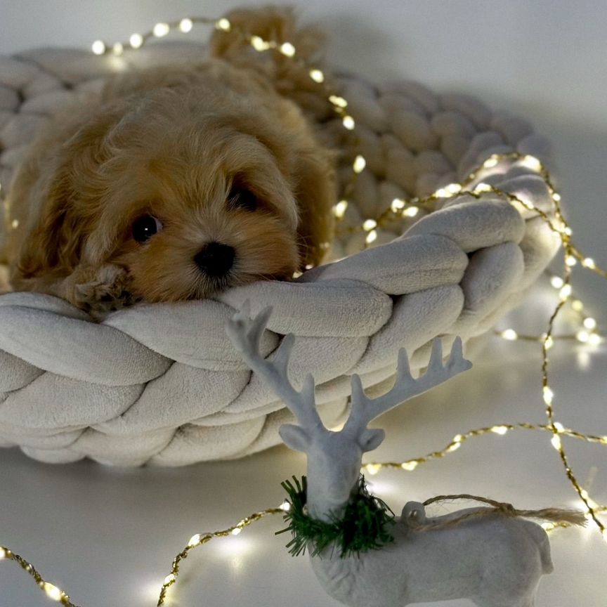 Мальтипу, щенок