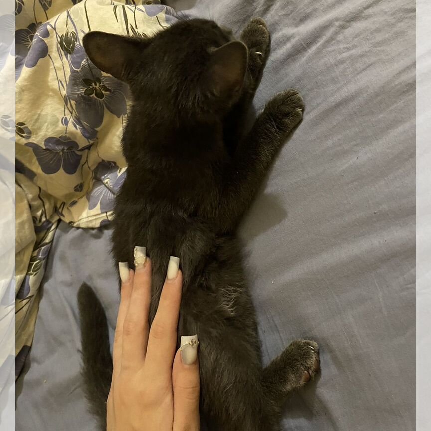 Котята в добрые руки бесплатно