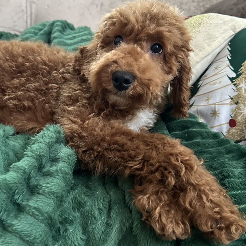 Лабрадудль, щенок