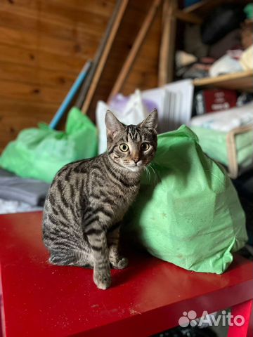 Котоподросток ищет дом