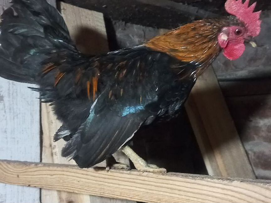 Петушок бентамка