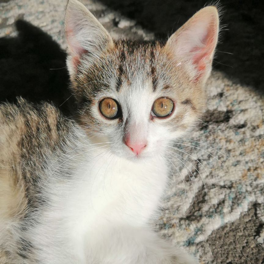 Котята в добрые руки мальчик и девочка