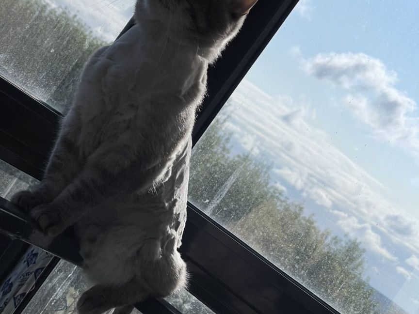 Британский прямоухий