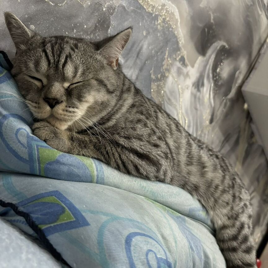 Шотландский кот