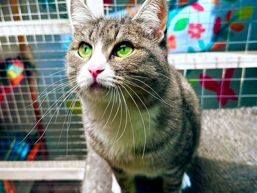 Зеленоглазая кошечка Полина ищет семью