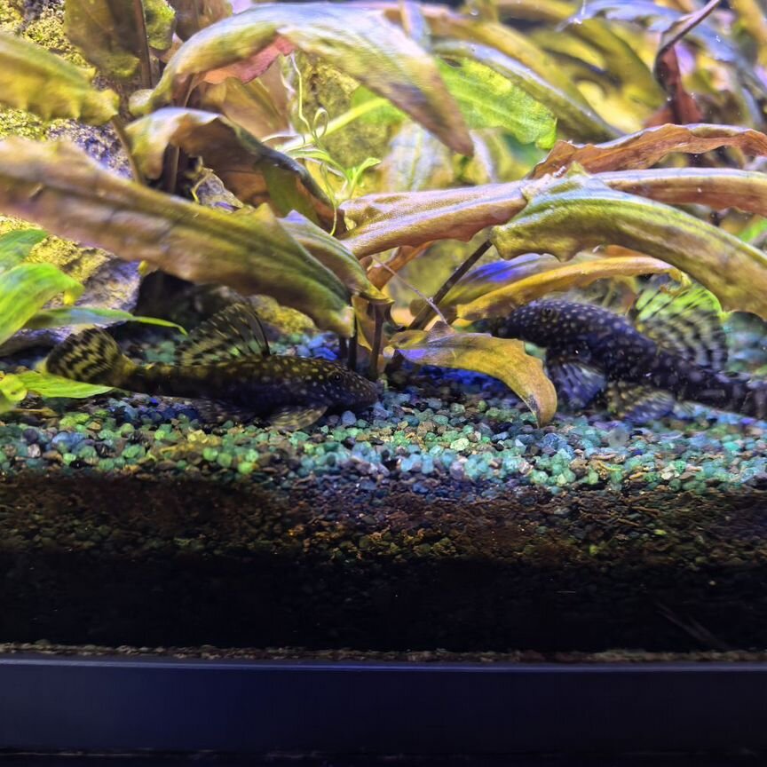 Отдам бесплатно рыбки