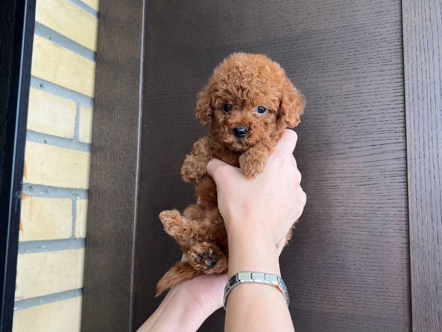 Той-пудель маленькая девочка