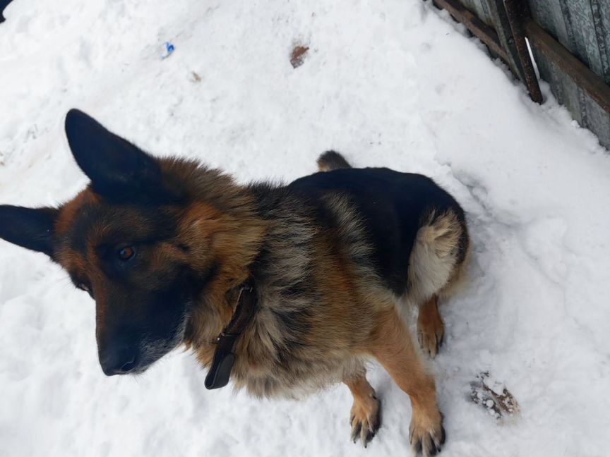 Немецкая овчарка в добрые руки, охрана, сторож