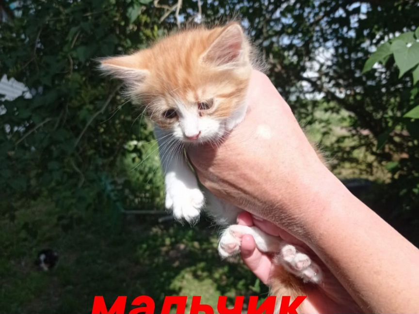 Котята в добрые руки бесплатно