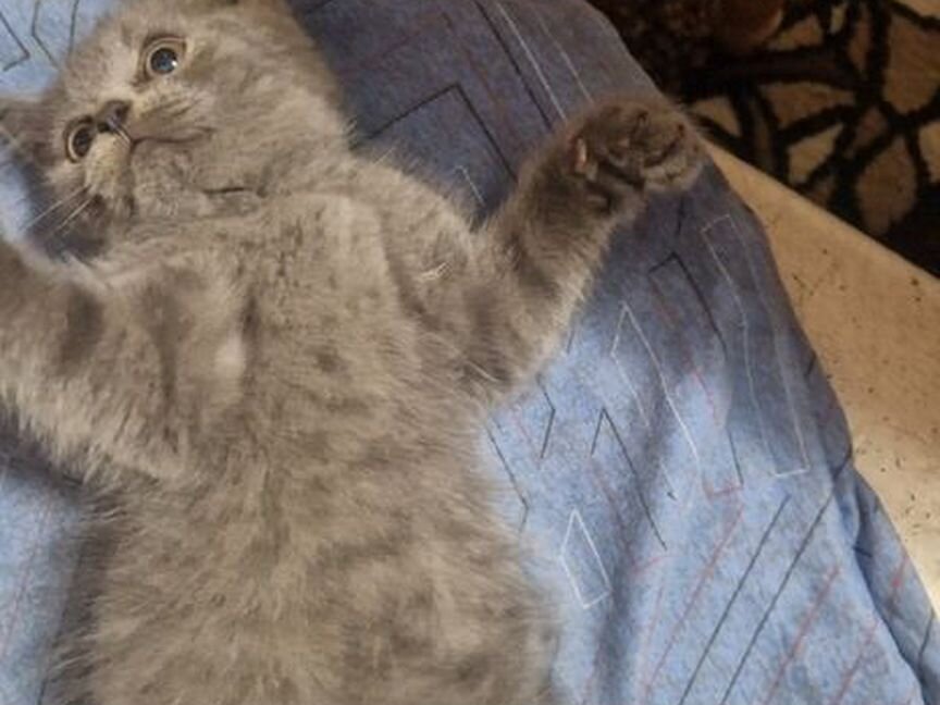 Котенок шотландец
