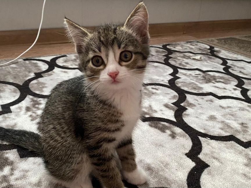 Котятв в добрые руки