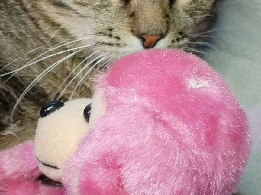 Котик загадка