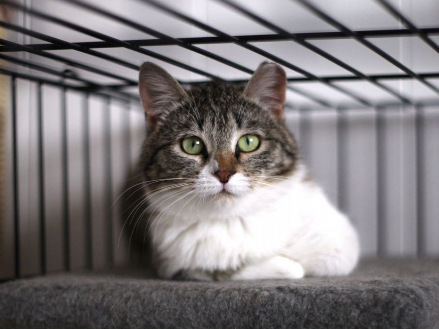 Липа из приюта