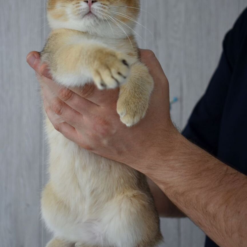 Девочка Британская золотая шиншилла