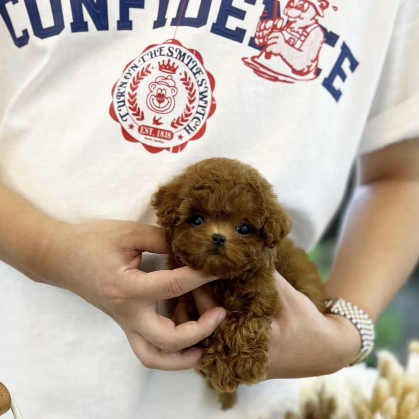 Той-пудель, щенок