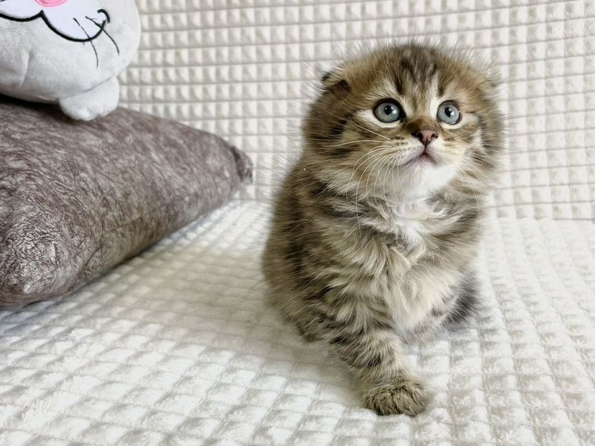 Шотландские вислоухие котята