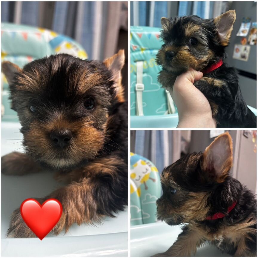 Йоркширский терьер щенки