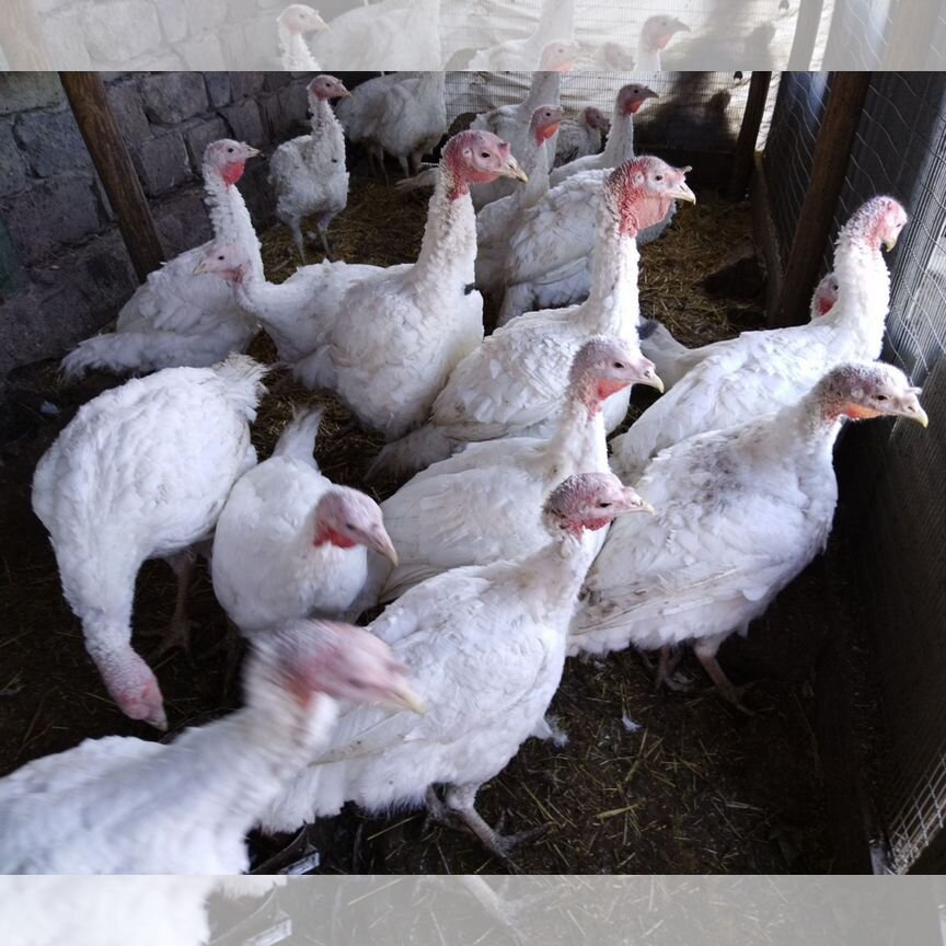 Продаются домашние индюки