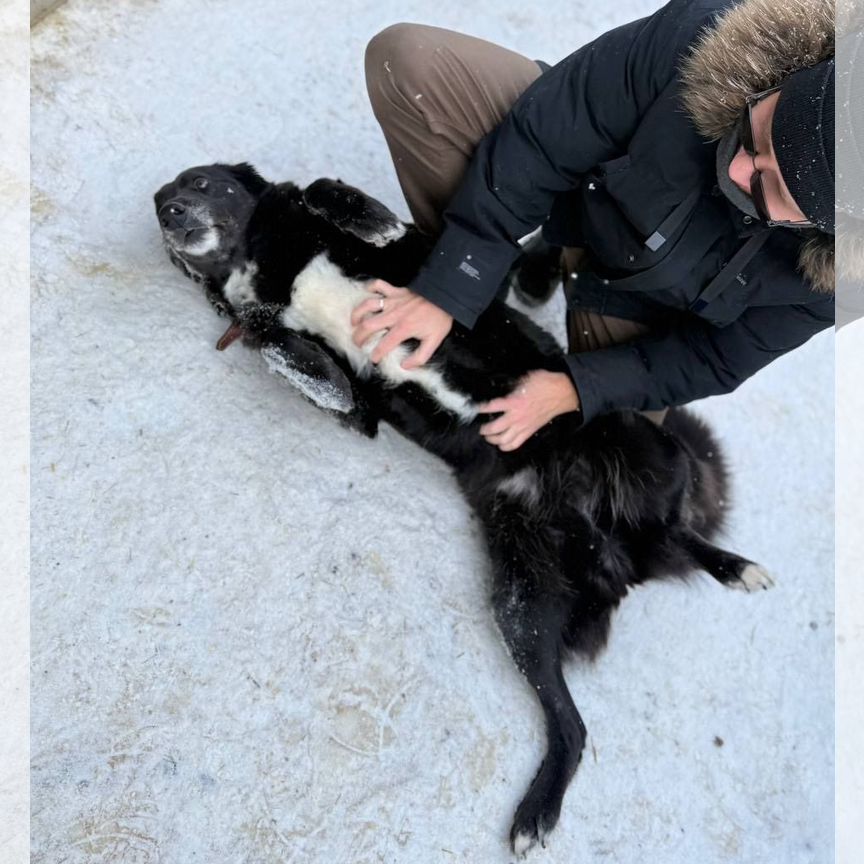 Взрослый пёс в добрые руки