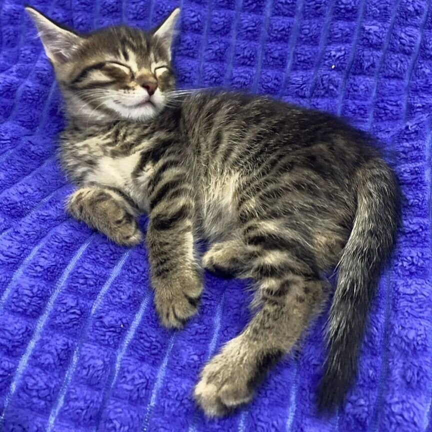 Мейн-кун котёнок