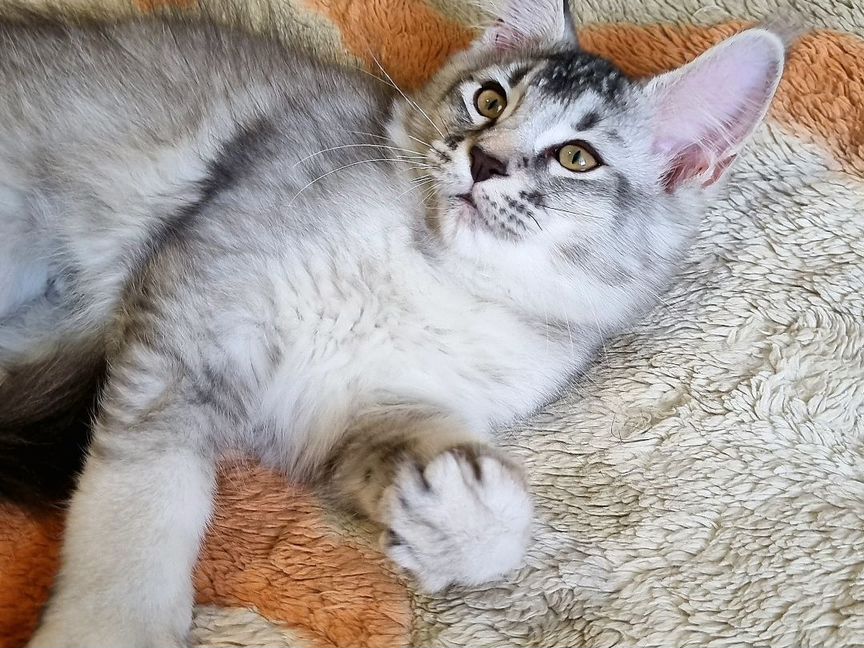 Котята чаузи