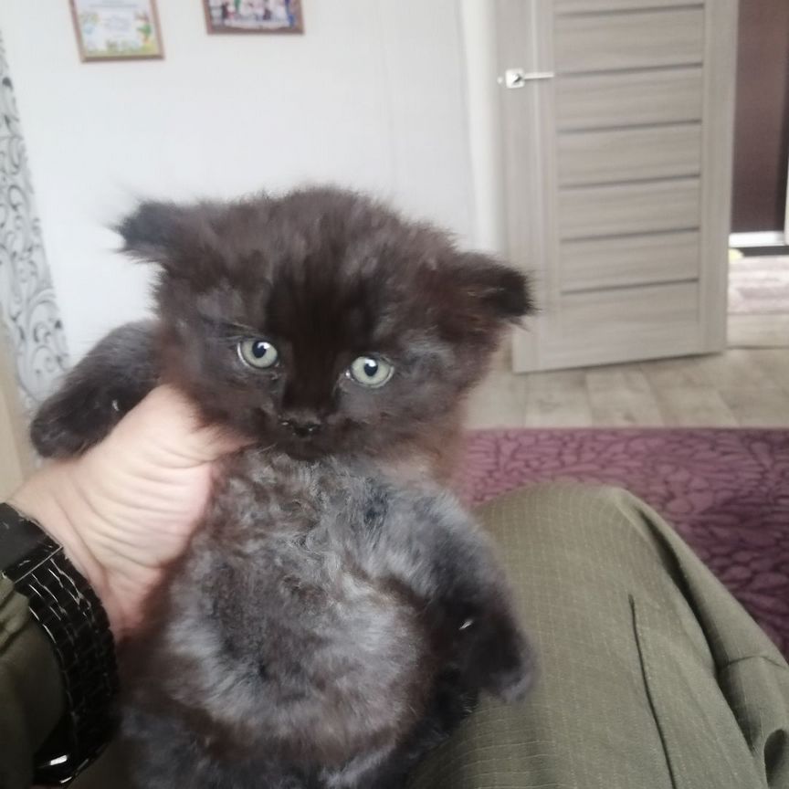 Отдам бесплатно в хорошие руки