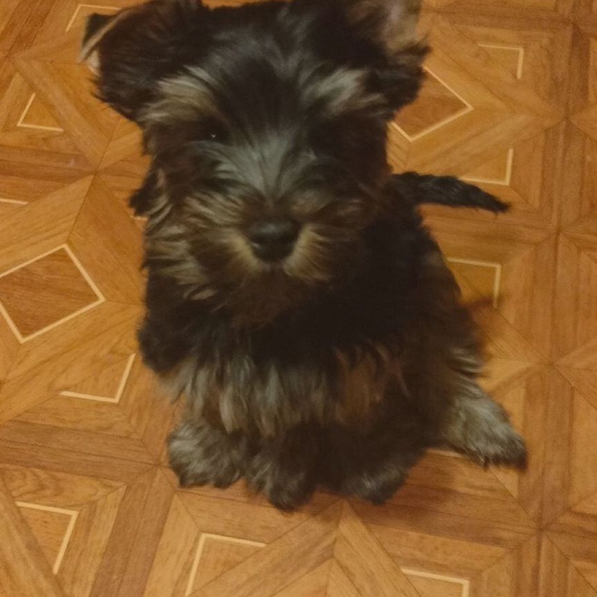 Йоркширский терьер девочка 4 месяца
