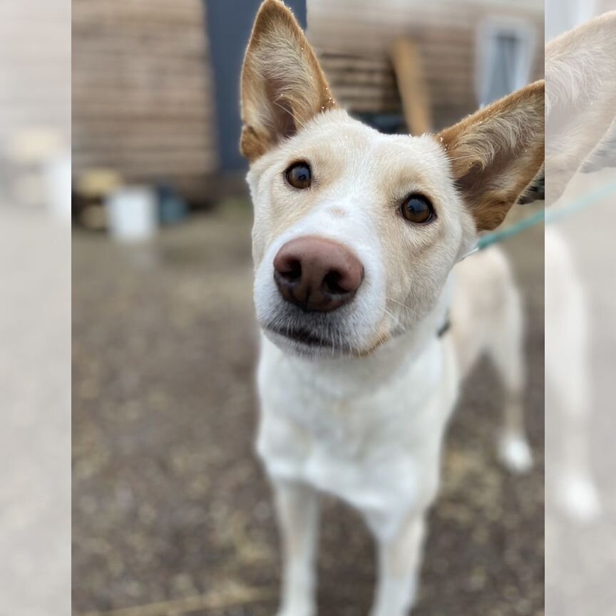 Взрослая собака в добрые руки