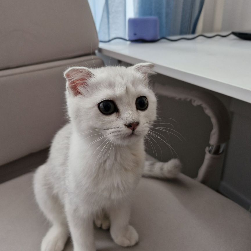 Домашние животные котята