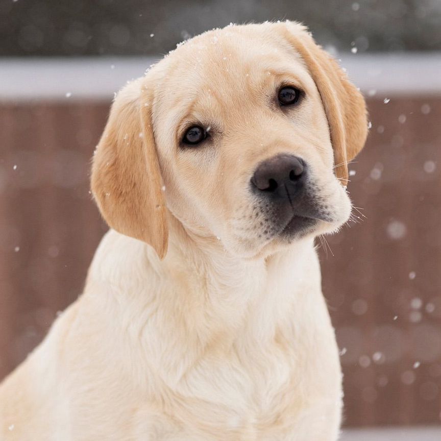 Лабрадор-ретривер, щенок