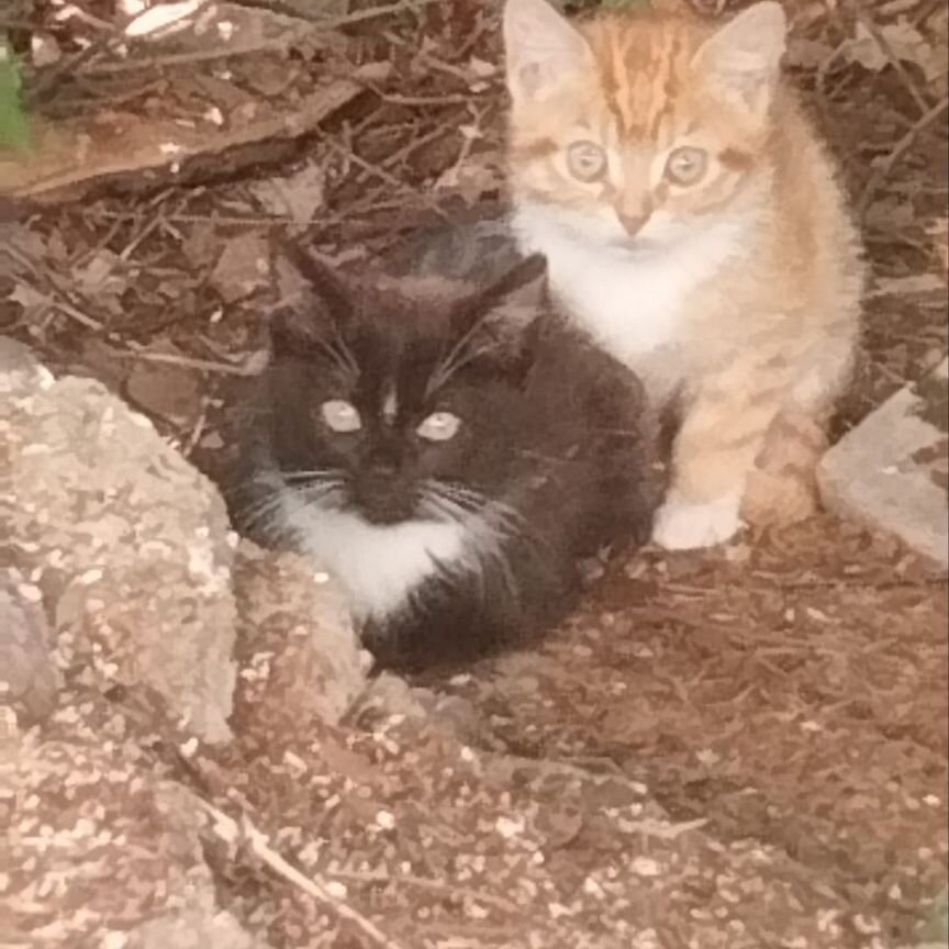 Котята рыжие,черно белые от дачной коротколапой