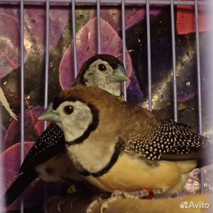 Кольчатый астрильд