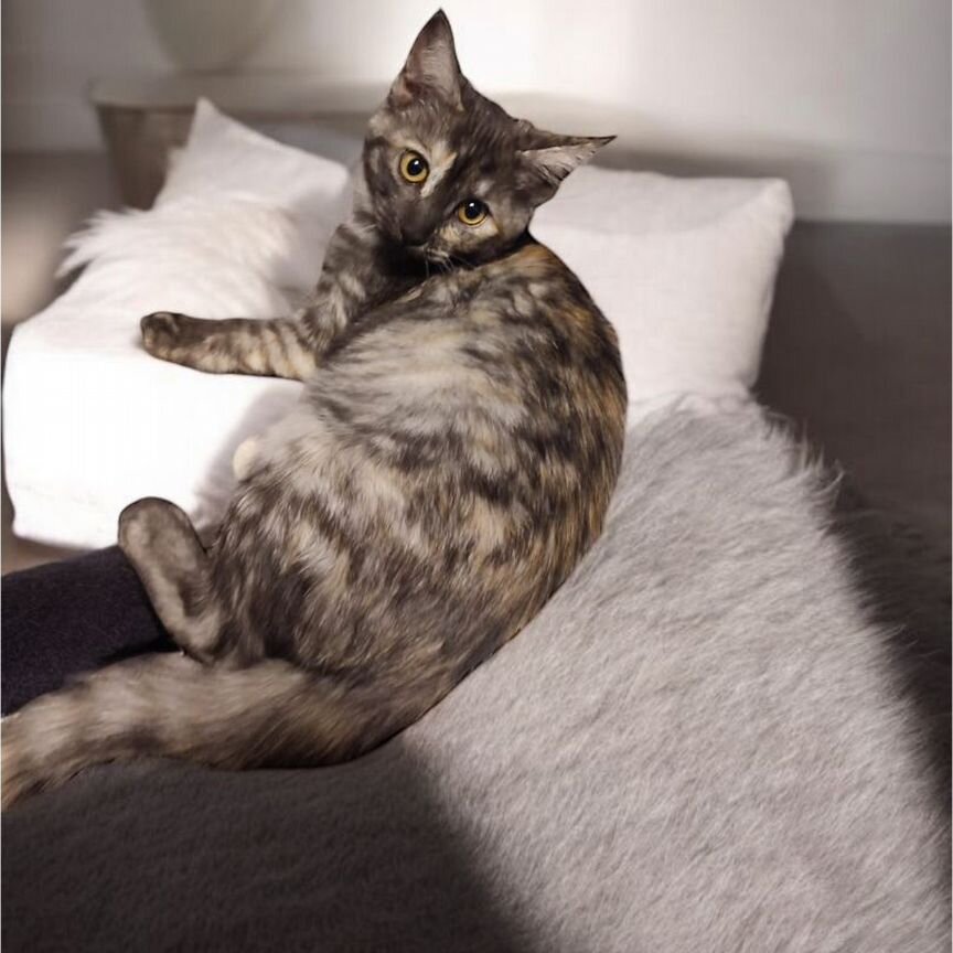 Котёнок в добрые руки