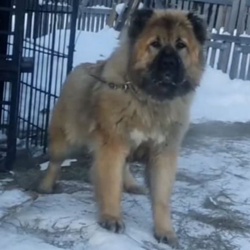 Щенки кавказской овчарки