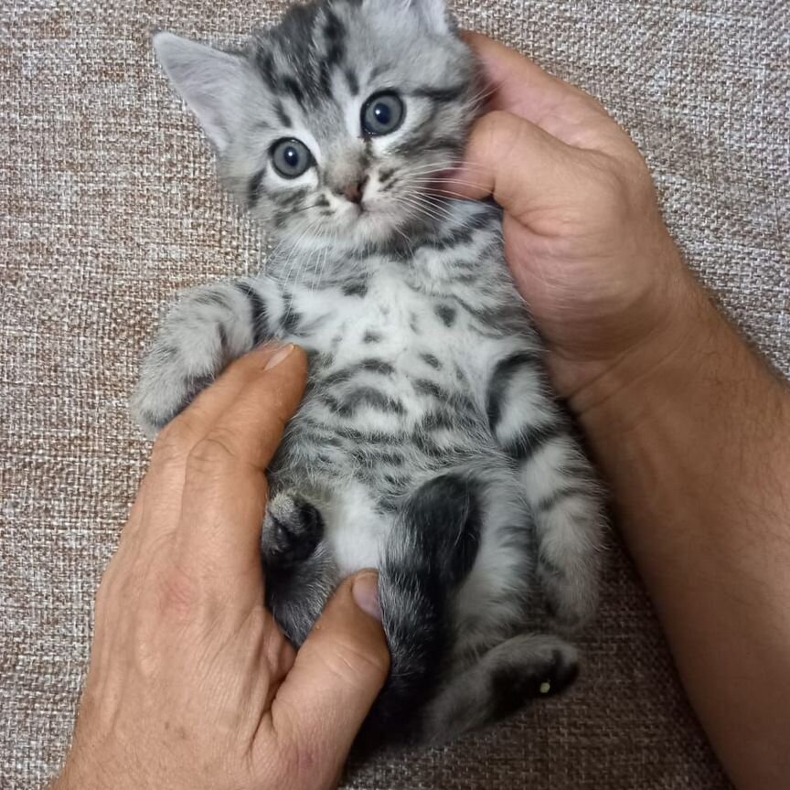 Котенок шотландский