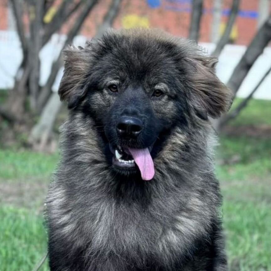 Собака "Медвежонок" Пушок