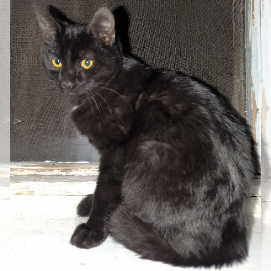 Их выгнали на улицу, они в опасности